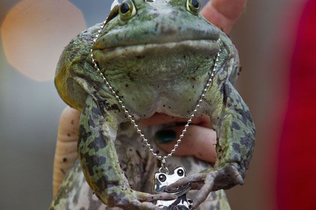 Will We Have an Early Spring? Find Out on GroundFrog Day - Seattle magazine