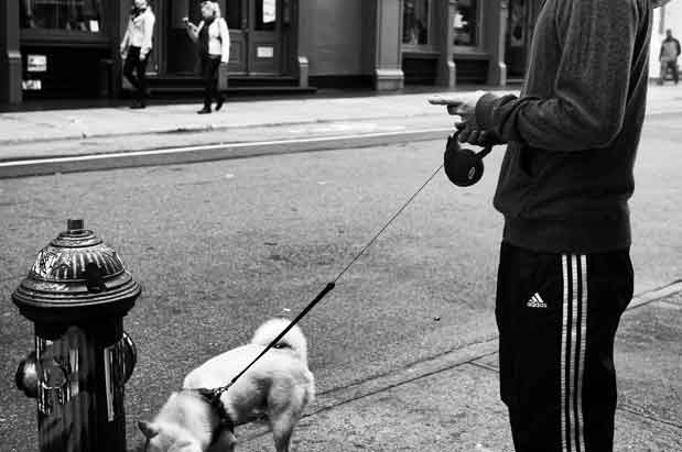 Two New Mobile Apps for Seattle Dog Lovers - Seattle magazine