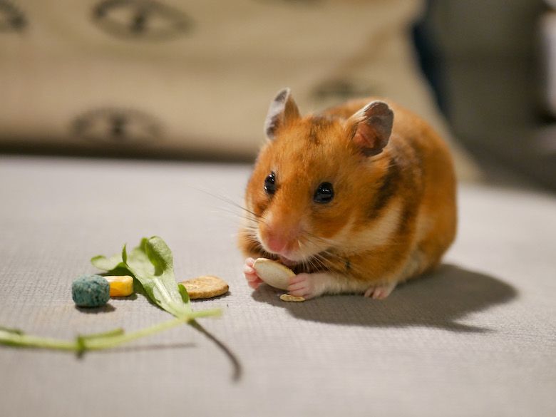 Stories from Seattle: An Ode to the Perfect Roommate - Seattle magazine