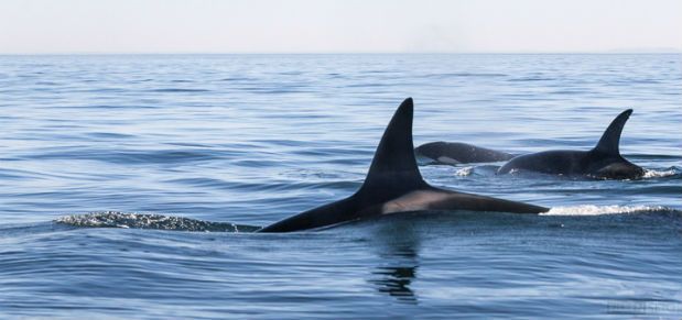 Baby Orca, Rats Near Lake Union & More News - Seattle magazine