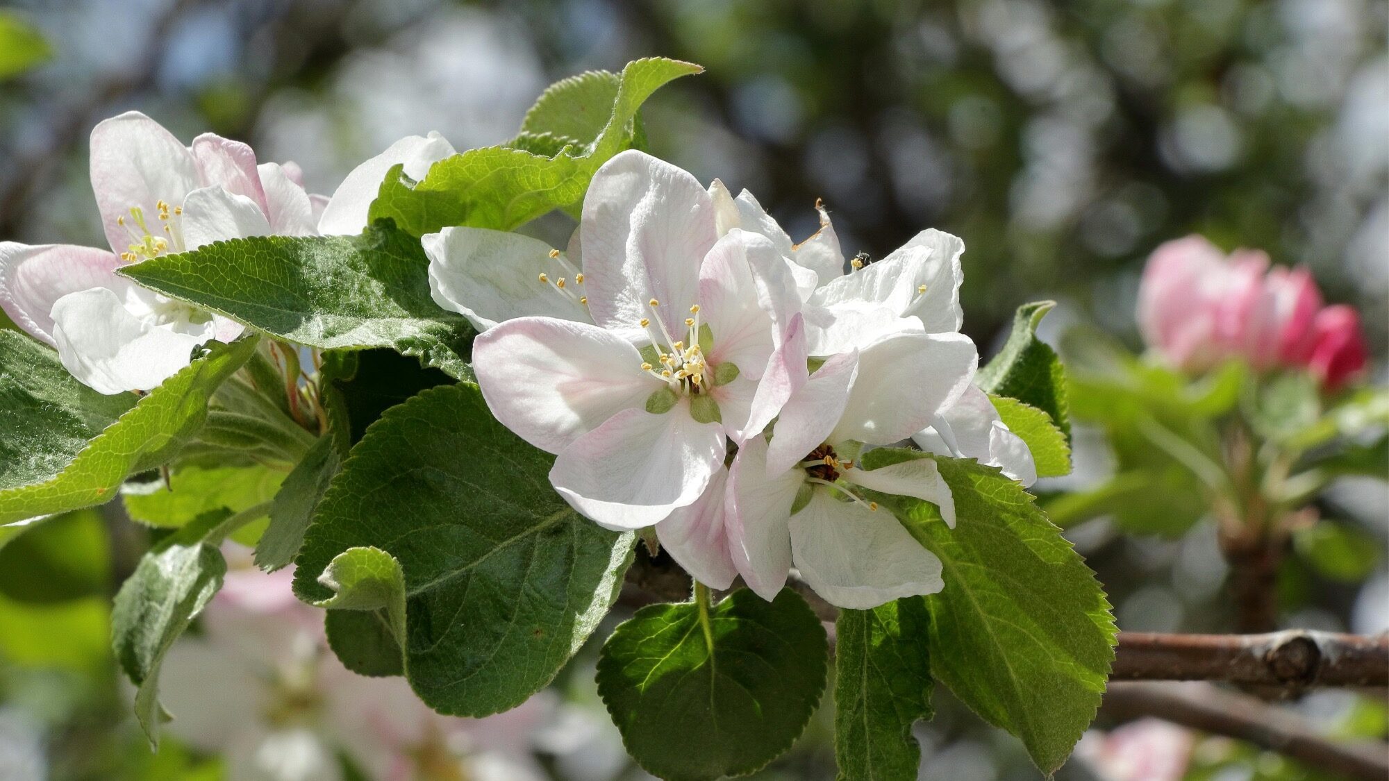 The Pulse: Smells Like Spring - Seattle magazine